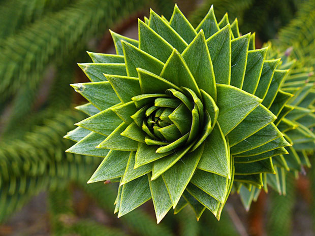 Incredible Examples Of Fractals Found In Nature (Photo Gallery) Incredible Examples Of Fractals Found In Nature (Photo Gallery)