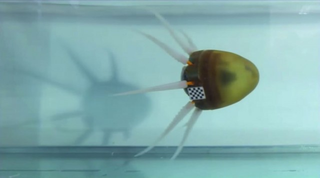 Greek Scientists Design Octopus Inspired Robot That Moves Fast Under Water Greek Scientists Design Octopus Inspired Robot That Moves Fast Under Water
