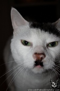 The Top 10 Cats That Look Like Adolf Hitler (Gallery)