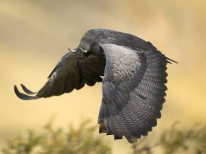 15 New Really Wacky Species Of Animals Created Using Photoshop (Photo ...