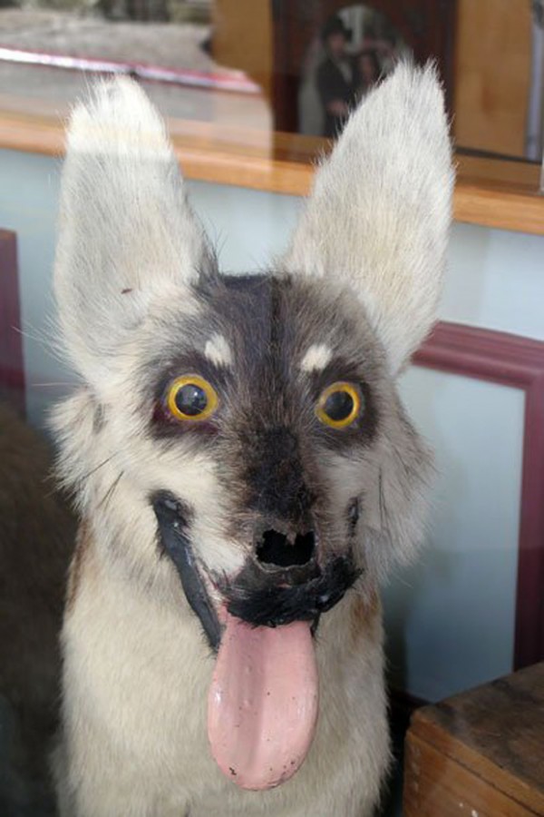 The 20 Worst Examples Of Stuffed Animals (Photo Gallery)