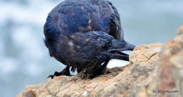 Beautiful-Feathers-Of-Blue-Raven-In-Sunshine-11 | TechnoCrazed