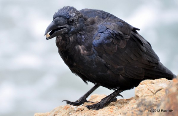Beautiful-Feathers-Of-Blue-Raven-In-Sunshine-12 | TechnoCrazed