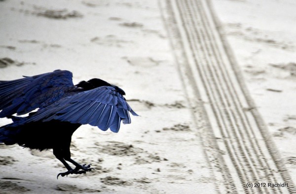 Beautiful-Feathers-Of-Blue-Raven-In-Sunshine-18 | TechnoCrazed