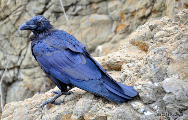 Beautiful-Feathers-Of-Blue-Raven-In-Sunshine-19 | TechnoCrazed