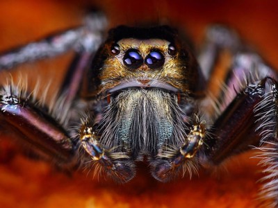 Beauty-Of-Spiders-Through-Microscopic-Photographs-114 | TechnoCrazed