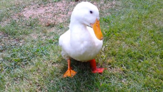 A Duck Finds Use Of Its Malformed Leg Thanks To A 3D printed prosthetic ...