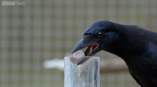 Raven Has A Remarkable Brain Capable Of Solving Complex Puzzles In 8 ...