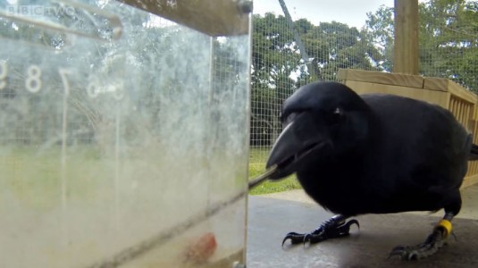 Raven-Brain-Can-Solve-Complex-Puzzles-In-8-Steps-19 | TechnoCrazed