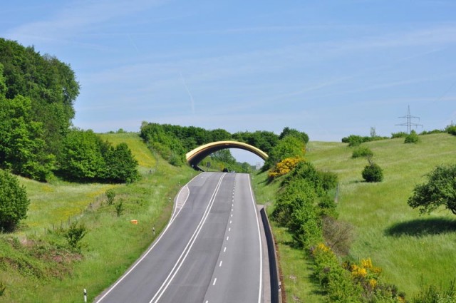 Eco-ducts: Ingenious Bridges To Save Thousands Of Animals