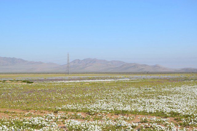 Discover-The-Explosion-Of-Colors-In-Atacama-Desert-After-The-Rainfall ...
