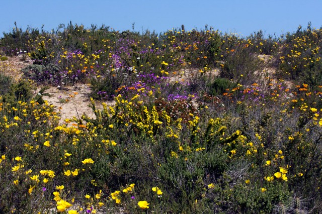Discover The Explosion Of Colors In Atacama Desert After The Rainfall