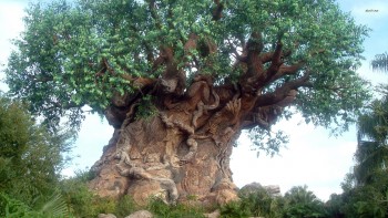 40 HD Tree Wallpapers/Backgrounds For Free Download