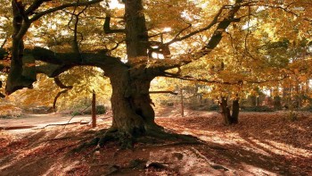 40 HD Tree Wallpapers/Backgrounds For Free Download